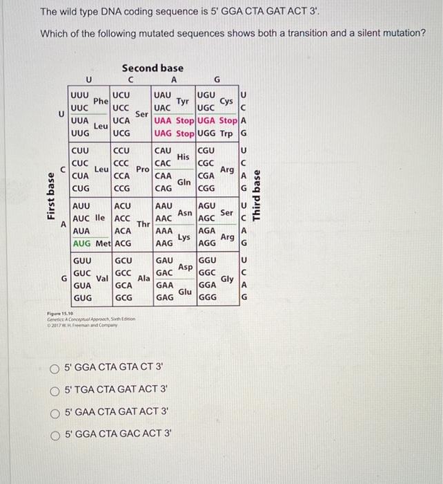 Solved The wild type DNA coding sequence is 5' GGA CTA GAT | Chegg.com