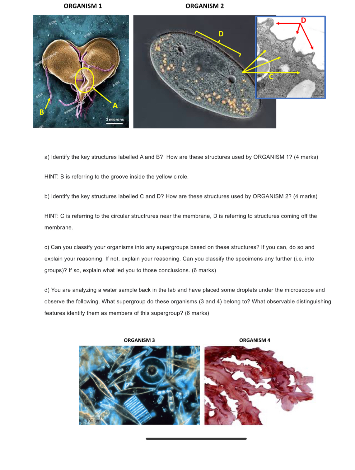 Solved ORGANISM 1ORGANISM 2a) ﻿Identify the key structures | Chegg.com