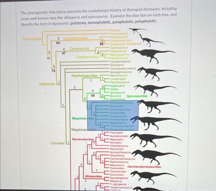 Solved The phylogenetic tree below presents the evolutionary | Chegg.com