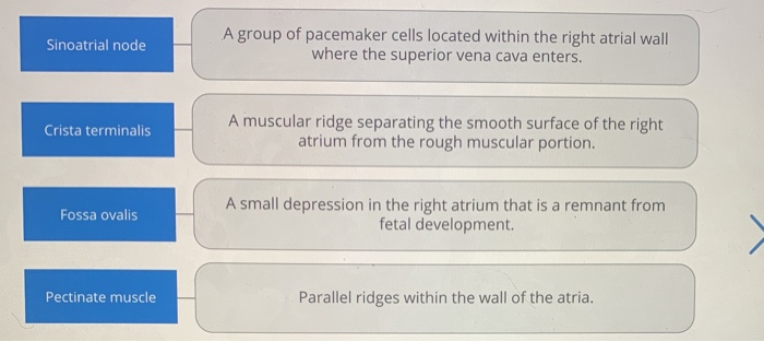 Solved Pectinate muscle Crista terminalis Superior vena cava | Chegg.com