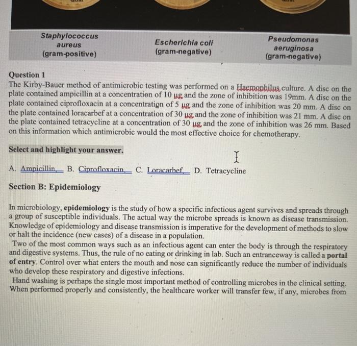 Solved Staphylococcus aureus (gram-positive) Escherichia | Chegg.com