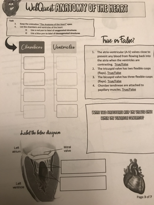 Solved AA WebQuest ANATOMY OF THE HEART Task 3. 4. Keep the | Chegg.com