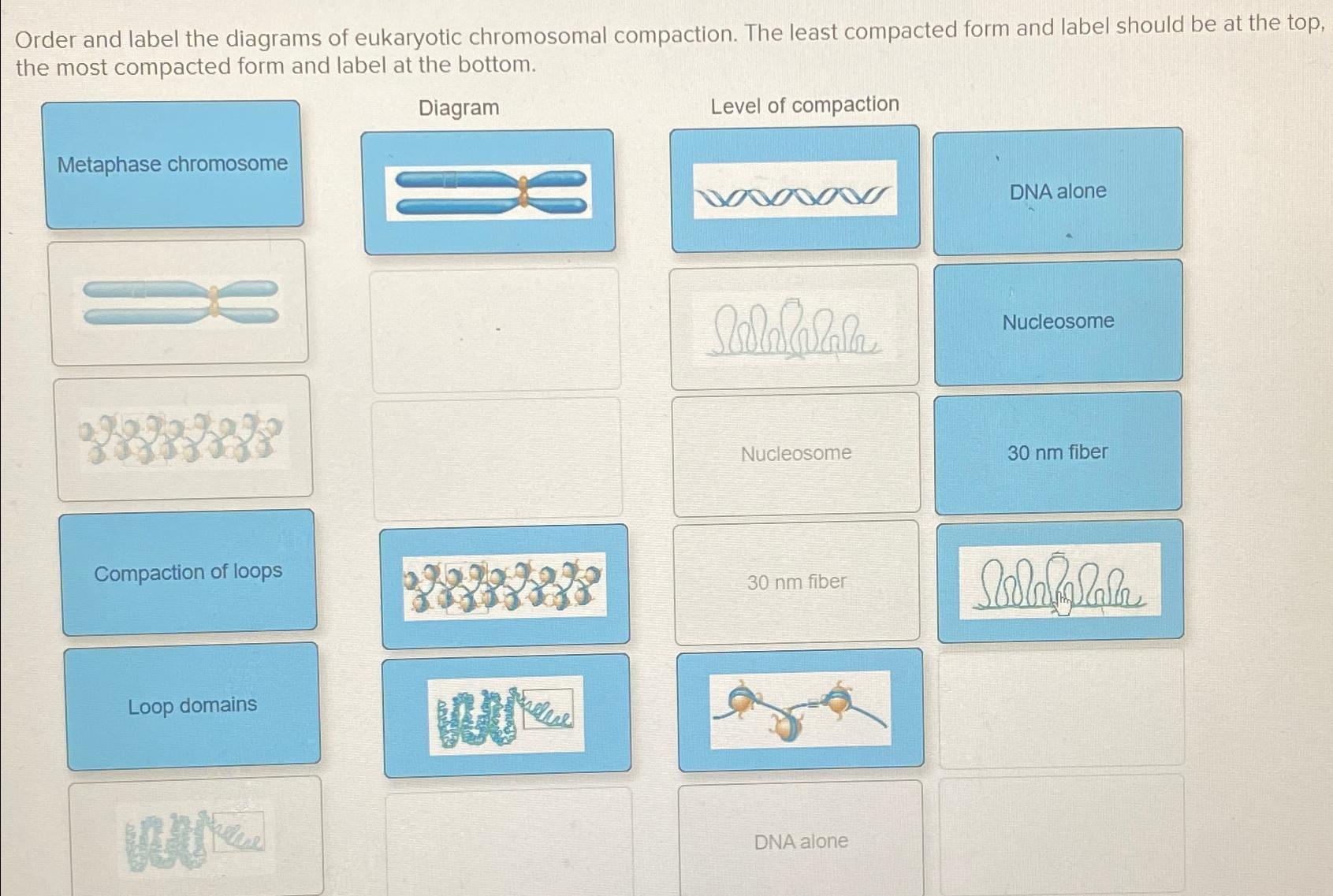 Solved Order and label the diagrams of eukaryotic | Chegg.com