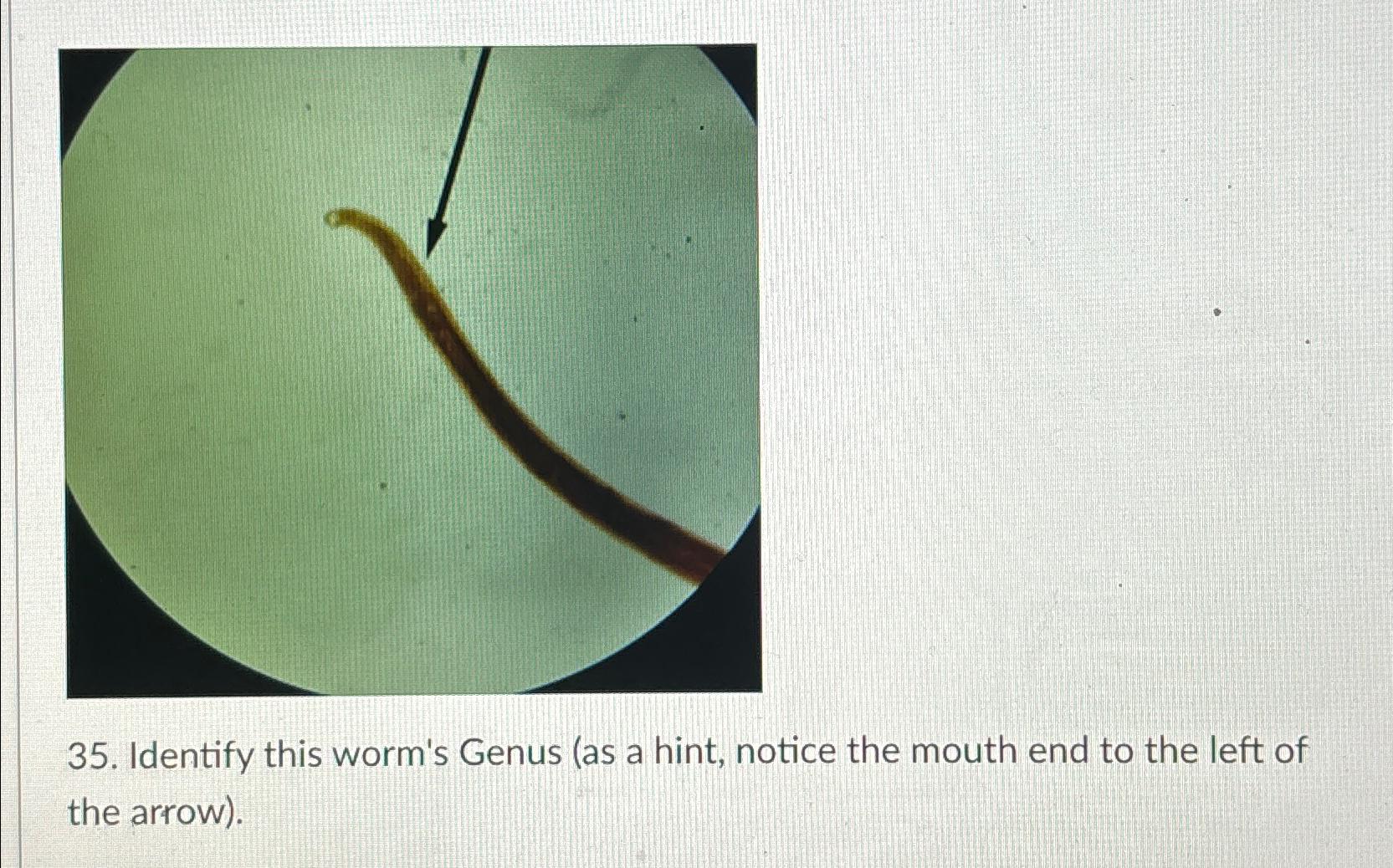 Solved Identify this worm's Genus (as a hint, notice the | Chegg.com