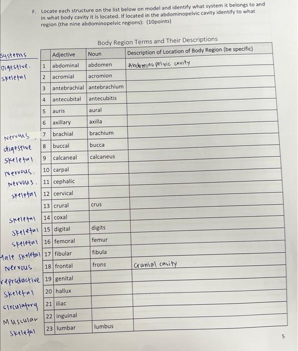 Solved F. Locate each structure on the list below on model | Chegg.com