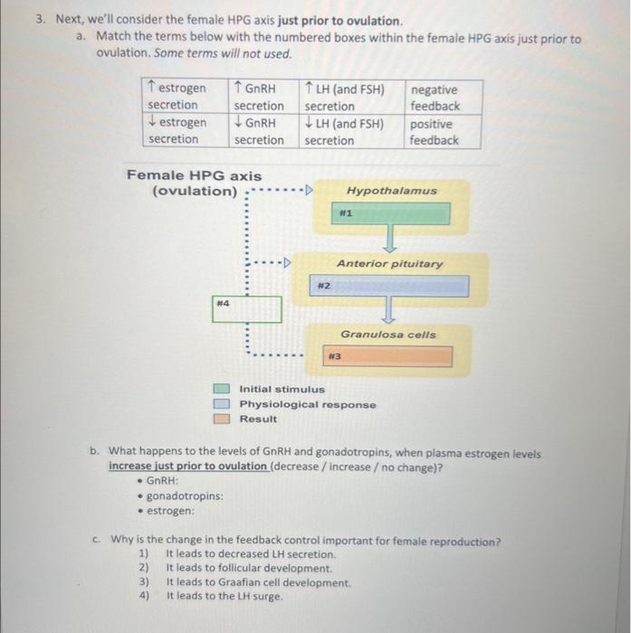Solved 3. Next, we'll consider the female HPG axis just | Chegg.com
