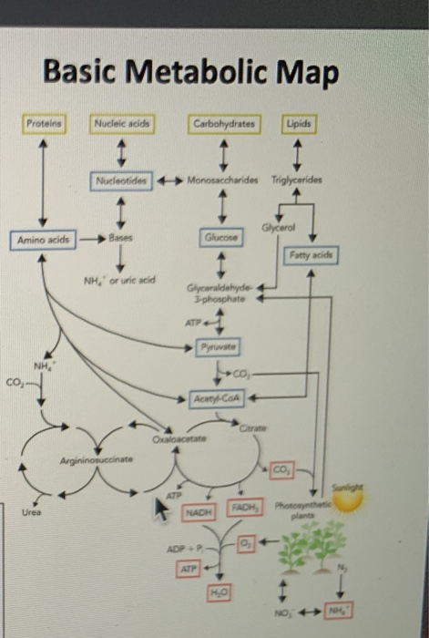 Solved Basic Metabolic Map Proteins Nucleic acids | Chegg.com