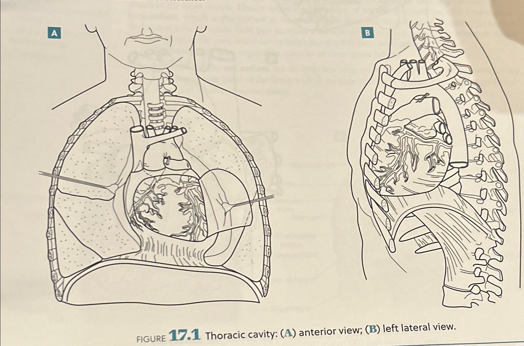 Solved FIGURE 17.1 ﻿Thoracic cavity: (A) ﻿anterior view; (B) | Chegg.com