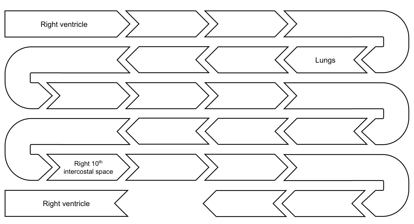 Solved Trace the pathway of blood from the right ventricle, | Chegg.com