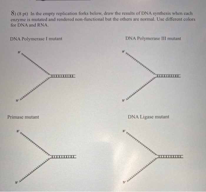 Solved 8) (8 pt) In the empty replication forks below, draw | Chegg.com