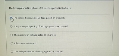 Solved The hyperpolarization phase of the action potential | Chegg.com