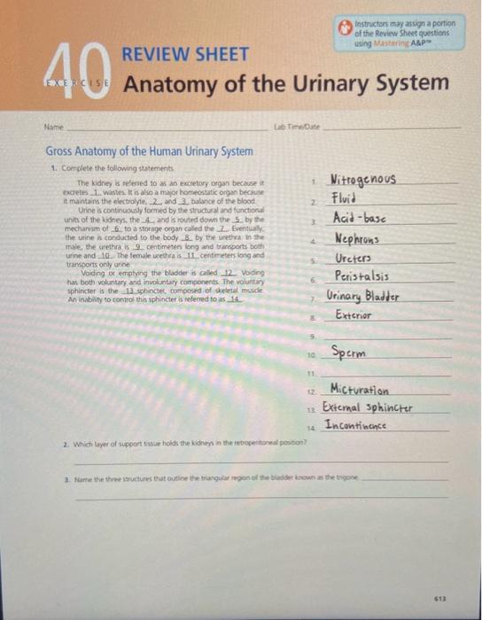 Solved Anatomy of the Urinary System Name Late Timesuse | Chegg.com