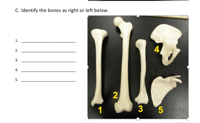 Solved C. Identify the bones as right or left below. 1. 2. 4 | Chegg.com