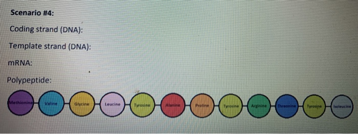 Scenario #1: Coding strand (DNA): | Chegg.com