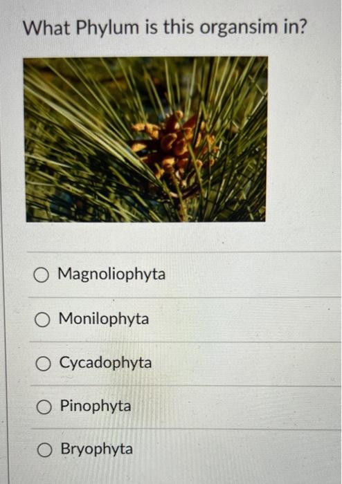 Solved What Phylum is this organsim in? O Magnoliophyta O | Chegg.com