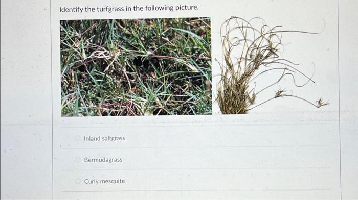 Solved Identify the turfgrass in the following picture. | Chegg.com
