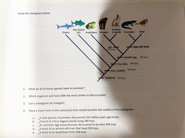 Solved Study the cladogram below: 1. What do all of these | Chegg.com