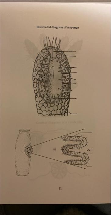 Solved Illustrated diagram of a sponge | Chegg.com