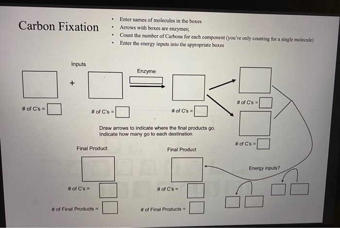 Solved . Carbon Fixation Enter names of molecules in the | Chegg.com