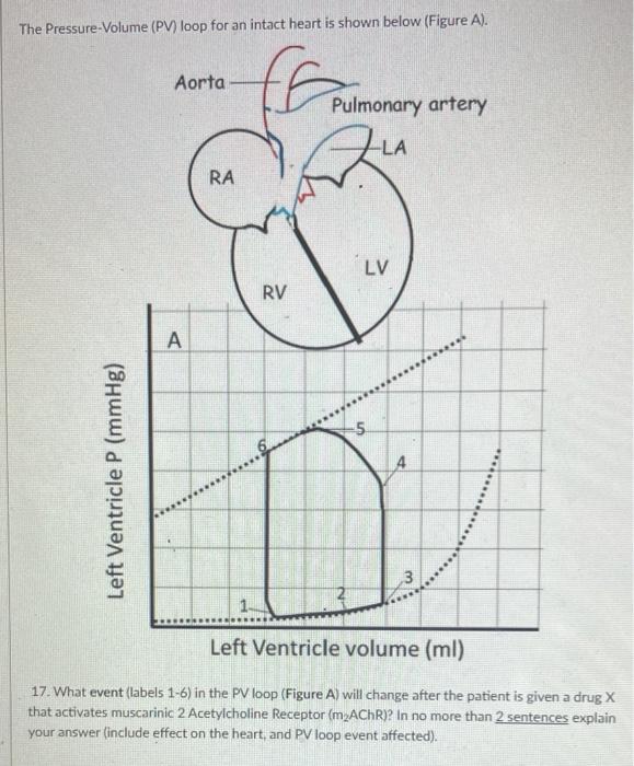 Solved The Pressure-Volume (PV) loop for an intact heart is | Chegg.com