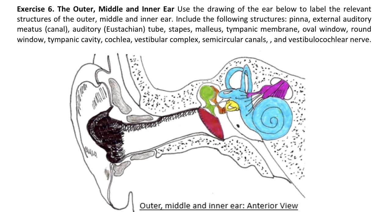 Solved Exercise 6. ﻿The Outer, Middle and Inner Ear Use the | Chegg.com