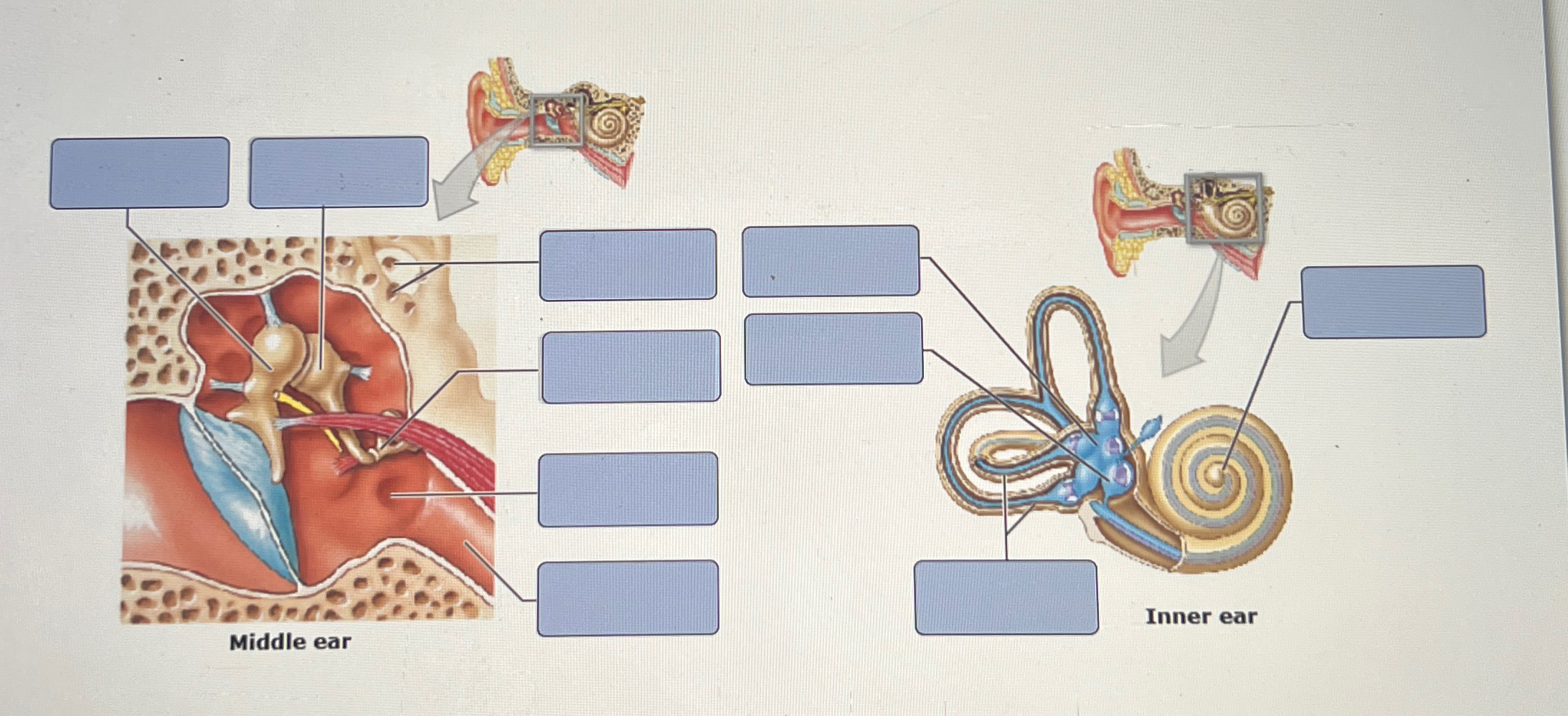Solved Inner earMiddle ear | Chegg.com