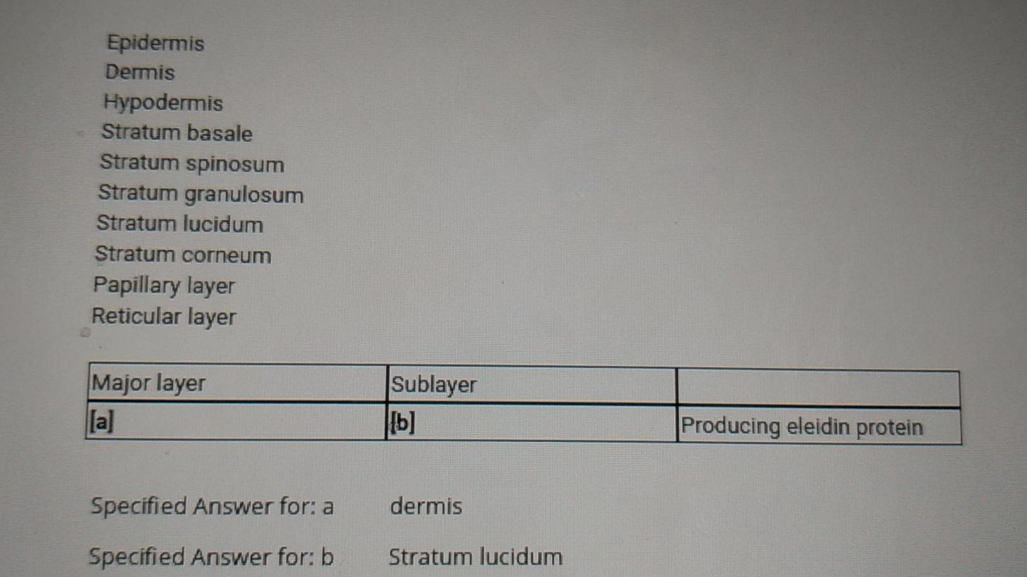 Solved Epidermis Dermis Hypodermis Stratum basale Stratum | Chegg.com