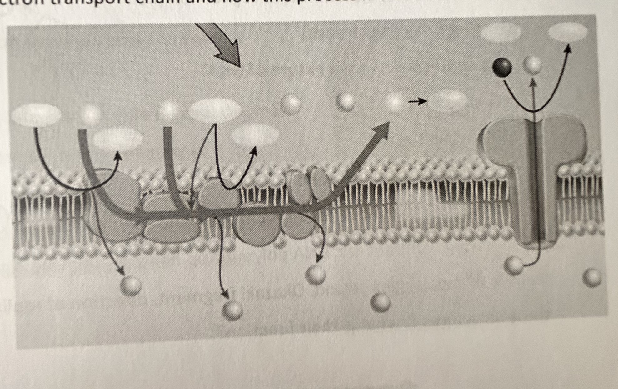 Solved Can you help me label this Oxidative phosphorylation | Chegg.com