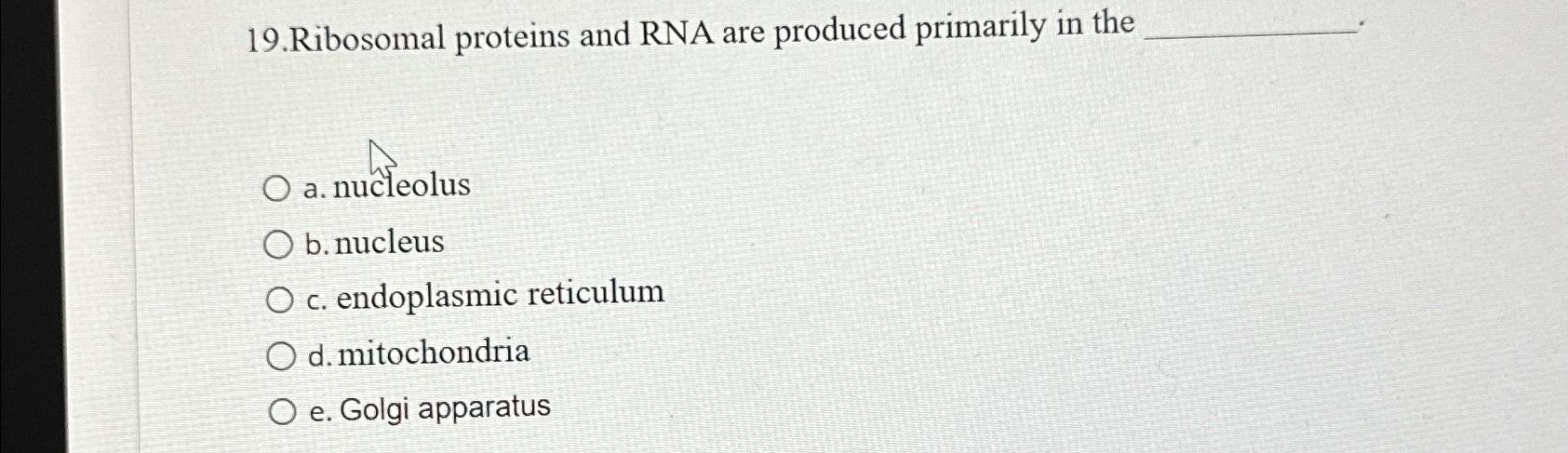 Solved Ribosomal proteins and RNA are produced primarily in | Chegg.com