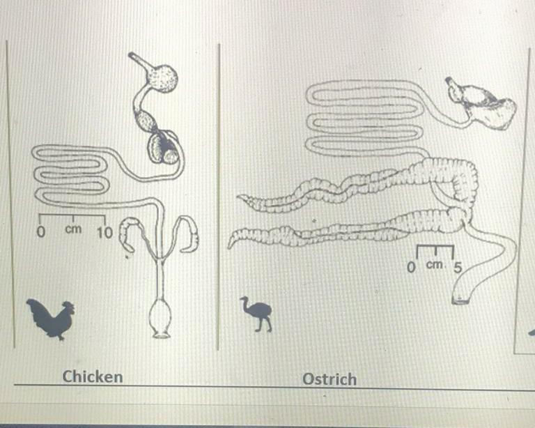 Solved 1. Explain the similarites and differences between | Chegg.com