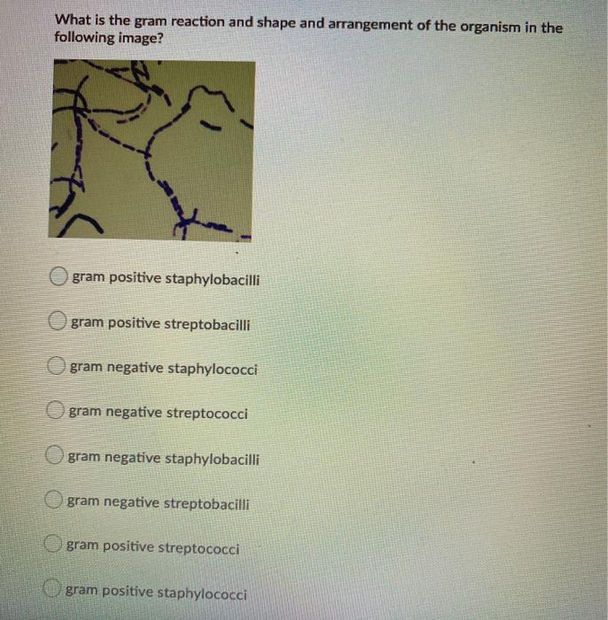 Solved What is the gram reaction and shape and arrangement | Chegg.com