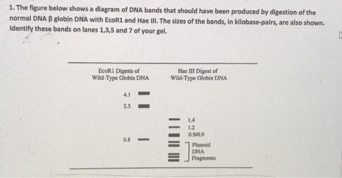 Solved 1. The figure below shows a diagram of DNA bands that | Chegg.com