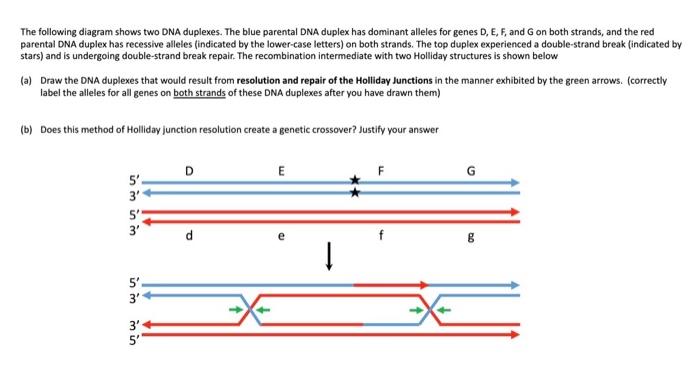 Solved The following diagram shows two DNA duplexes. The | Chegg.com