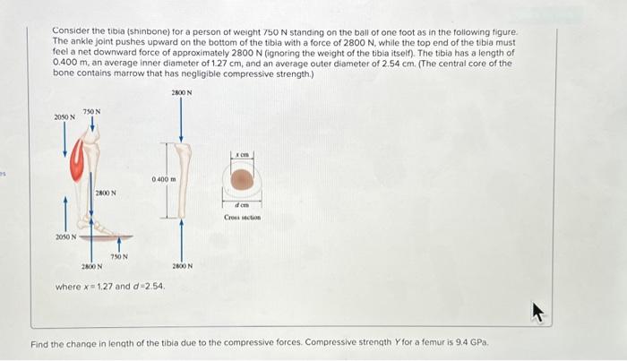 Consider the tibia (shinbone) for a person of weight | Chegg.com