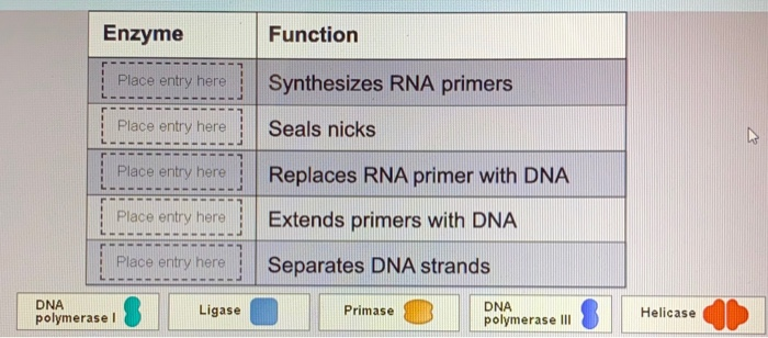 Solved Enzyme Function Place entry here Synthesizes RNA | Chegg.com