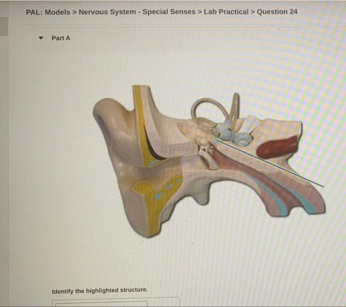 Solved PAL: Models > Nervous System - Special Senses > Lab | Chegg.com Solved PAL: Models > Nervous System - Special Senses > Lab | Chegg.com