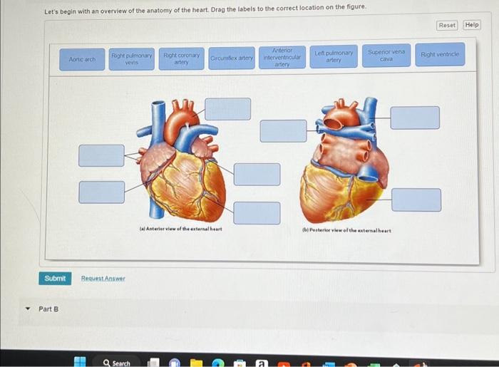 Solved Let's begin with an overview of the anatomy of the | Chegg.com