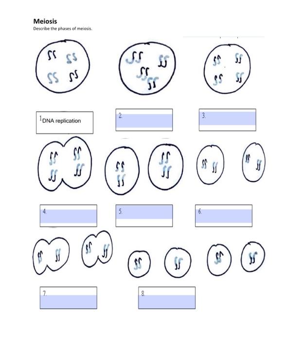 Label the stages of Mitosis Meiosis Describe the | Chegg.com
