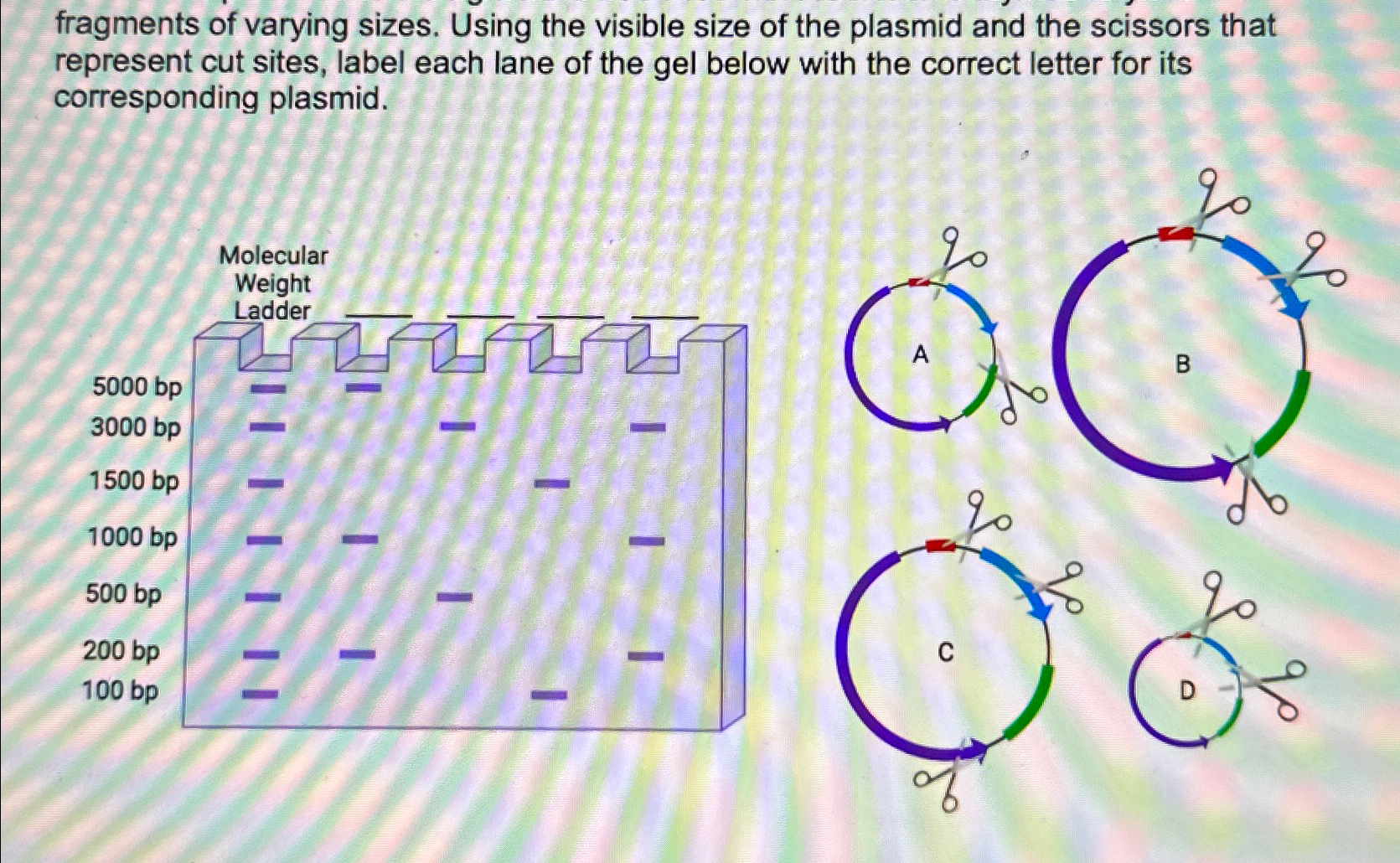 Solved fragments of varying sizes. Using the visible size of | Chegg.com
