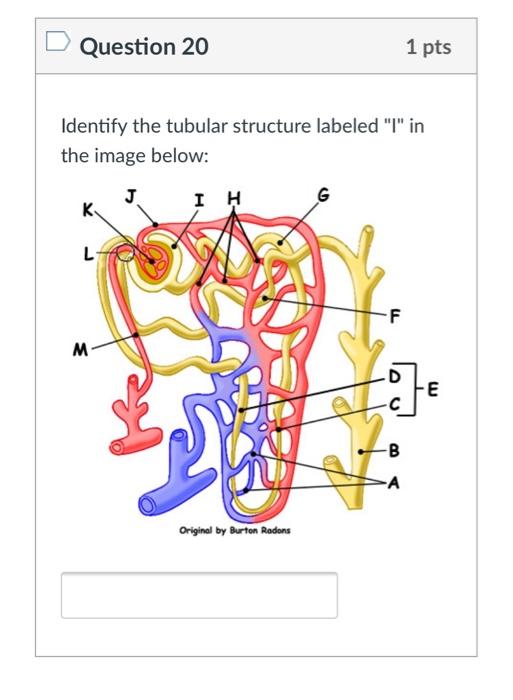 Solved Question 20 1 pts Identify the tubular structure | Chegg.com