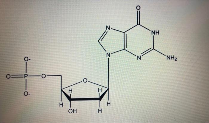Solved Nucleotide monomers combine into the DNA polymer via | Chegg.com