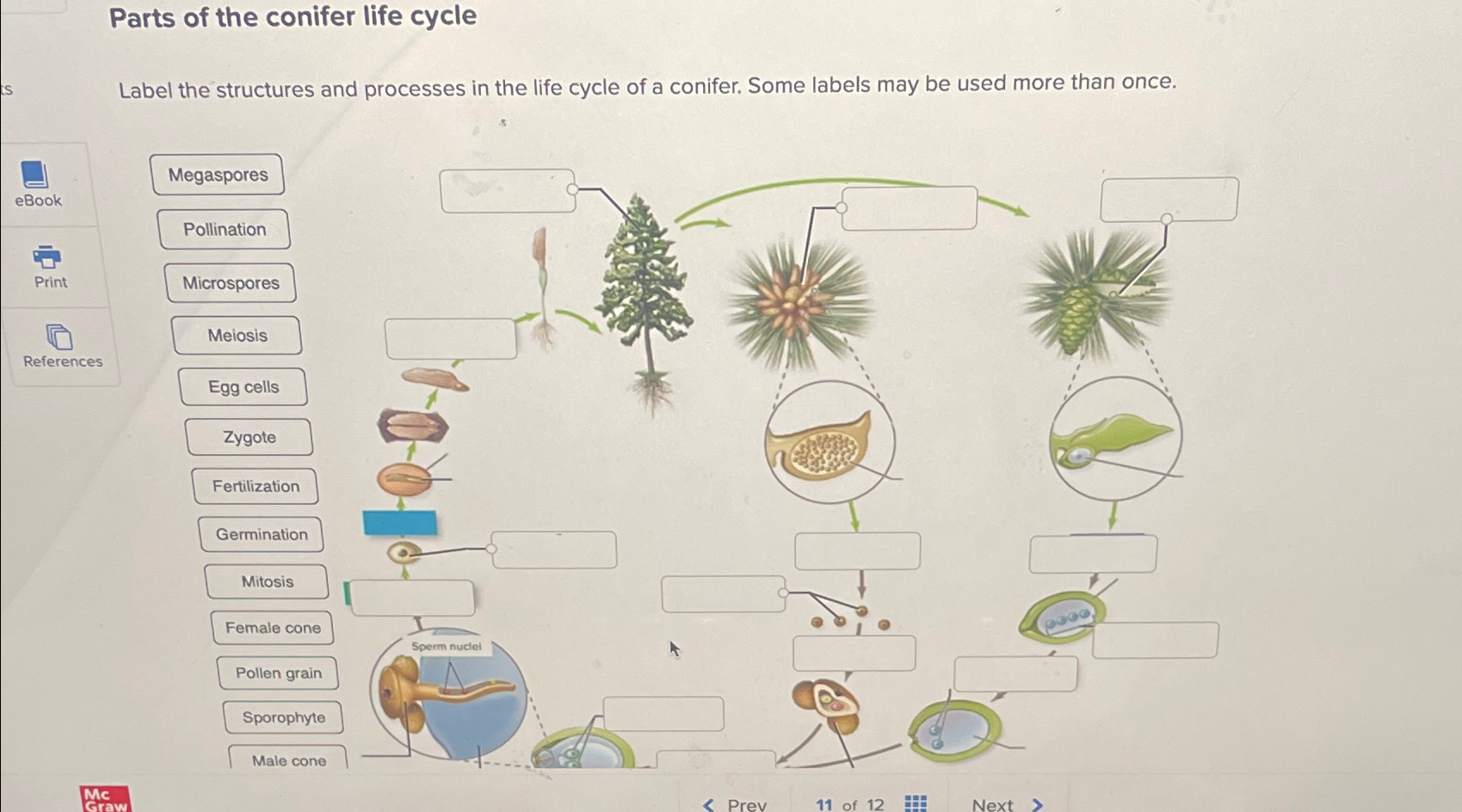 Parts of the conifer life cycleLabel the structures | Chegg.com Parts of the conifer life cycleLabel the structures | Chegg.com