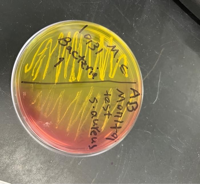 Solved MSA Plate | Chegg.com