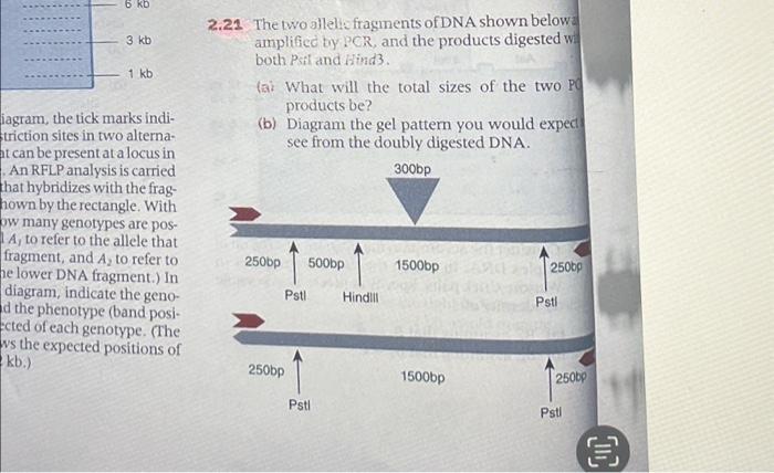Solved 2.21 The two allelic fragments of DNA shown belowa | Chegg.com