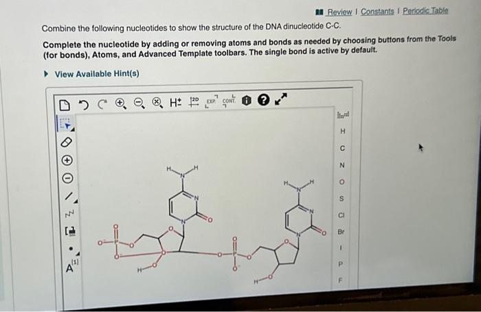 Solved Combine the following nucleotides to show the | Chegg.com