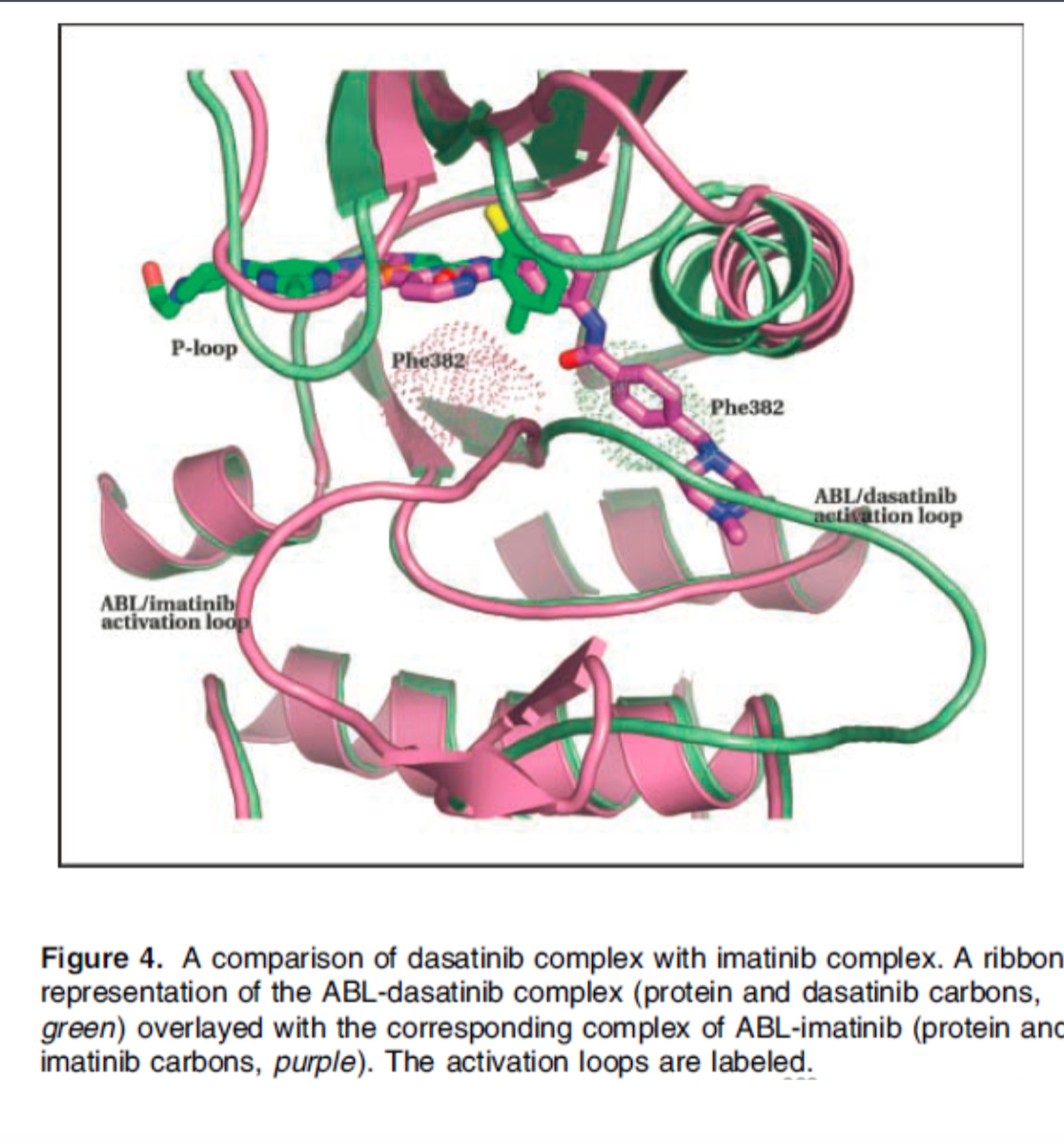 Solved a) ﻿Kinases contain a conserved DFG motif. Which | Chegg.com
