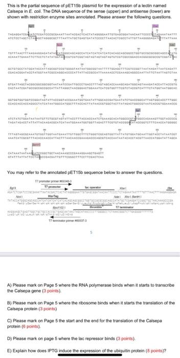 Solved This is the partial sequence of pET15b plasmid for | Chegg.com