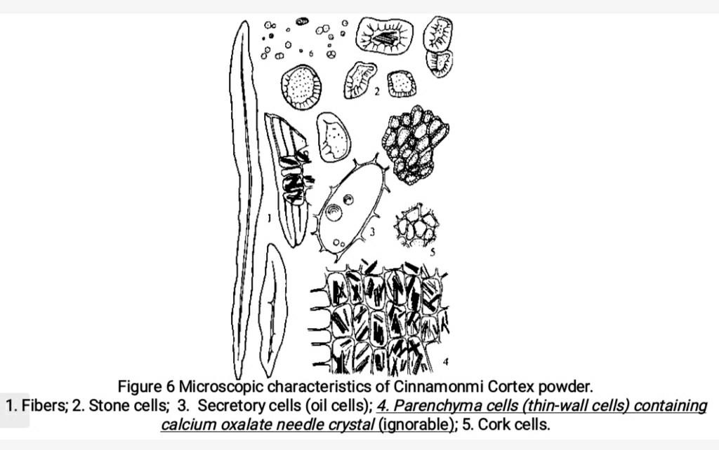 Solved draw all Microscopic characteristics of Cinnam onmi | Chegg.com