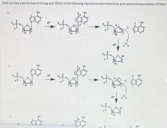 Solved DNA can lose a purine base in strong acid. which of | Chegg.com