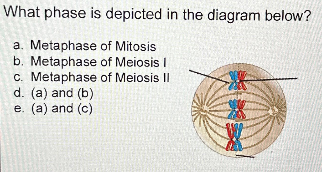 Solved What phase is depicted in the diagram below?a. | Chegg.com